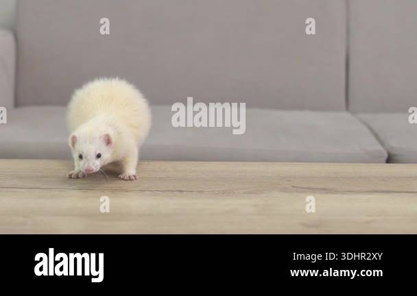 Domesticated dew color ferret mustela putorius running through modern ...