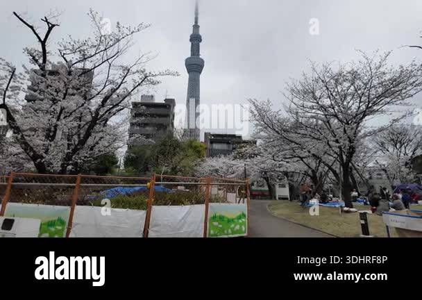 Sumida Park Cherry blossom, Japan Tokyo 2024 Stock Video Footage - Alamy