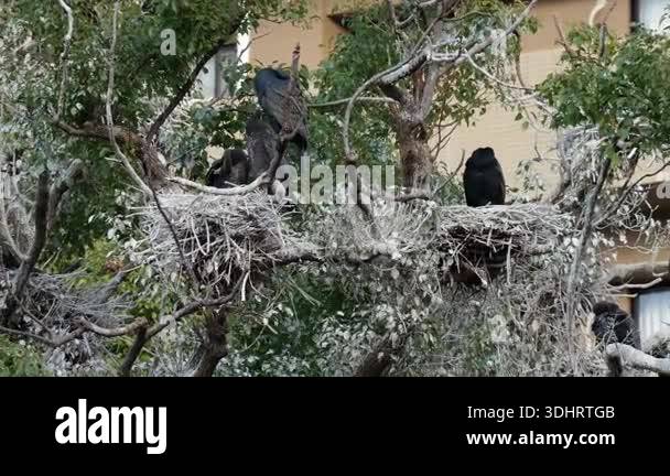 Wild Bird, Japan Tokyo January 2025 Stock Video Footage - Alamy