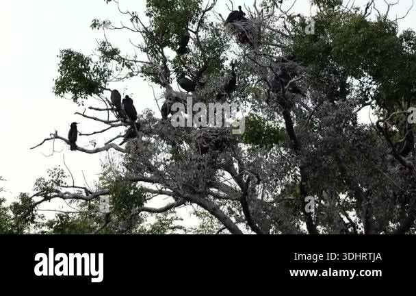 Wild Bird, Japan Tokyo January 2025 Stock Video Footage - Alamy