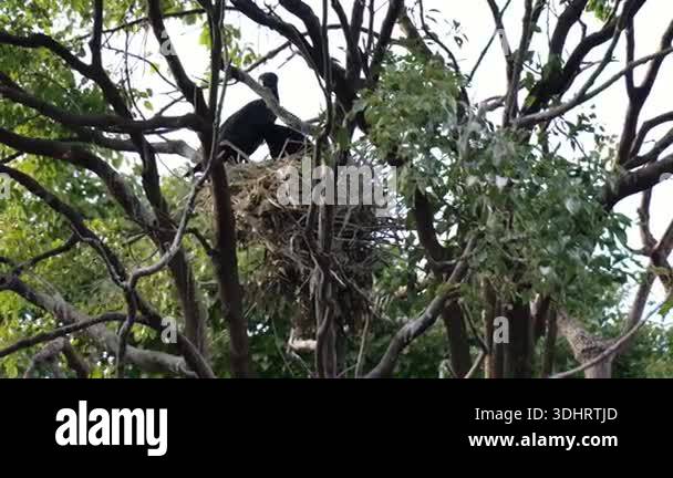 Wild Bird, Japan Tokyo January 2025 Stock Video Footage - Alamy