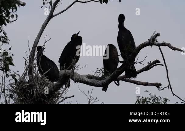Wild Bird, Japan Tokyo January 2025 Stock Video Footage - Alamy