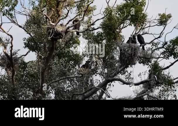 Wild Bird, Japan Tokyo January 2025 Stock Video Footage - Alamy