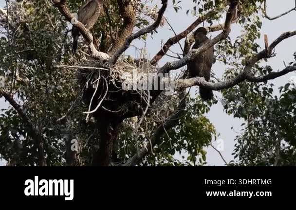 Wild Bird, Japan Tokyo January 2025 Stock Video Footage - Alamy