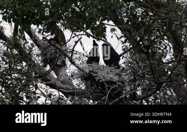 Wild Bird, Japan Tokyo January 2025 Stock Video Footage - Alamy