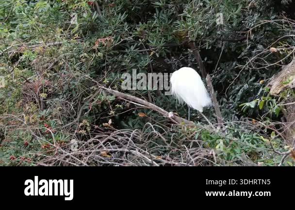 Wild Bird, Japan Tokyo January 2025 Stock Video Footage - Alamy
