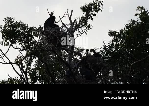 Wild Bird, Japan Tokyo January 2025 Stock Video Footage - Alamy
