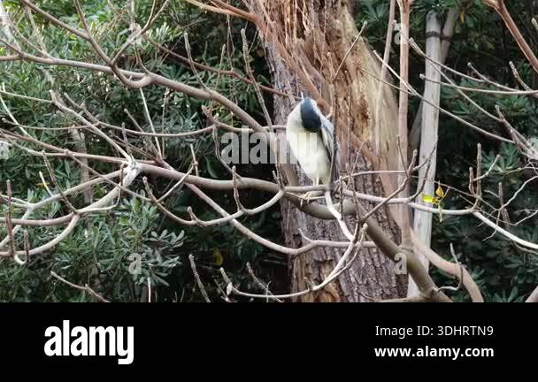 Wild Bird, Japan Tokyo January 2025 Stock Video Footage - Alamy