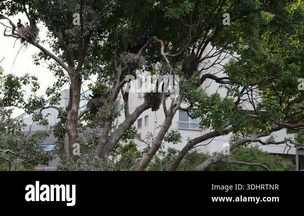 Wild Bird, Japan Tokyo January 2025 Stock Video Footage - Alamy