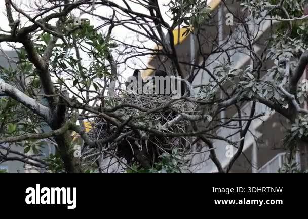 Wild Bird, Japan Tokyo January 2025 Stock Video Footage - Alamy