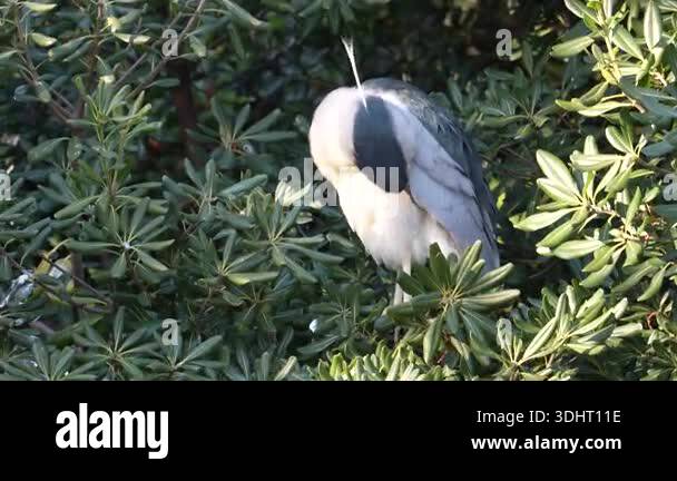 heron wild bird Tokyo 2024 Stock Video Footage - Alamy