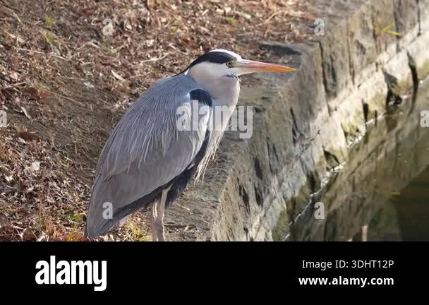 heron wild bird Tokyo 2024 Stock Video Footage - Alamy