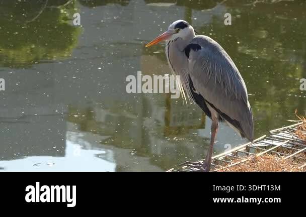 heron wild bird Tokyo 2024 Stock Video Footage - Alamy