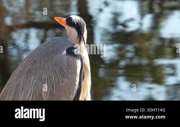 heron wild bird Tokyo 2024 Stock Video Footage - Alamy
