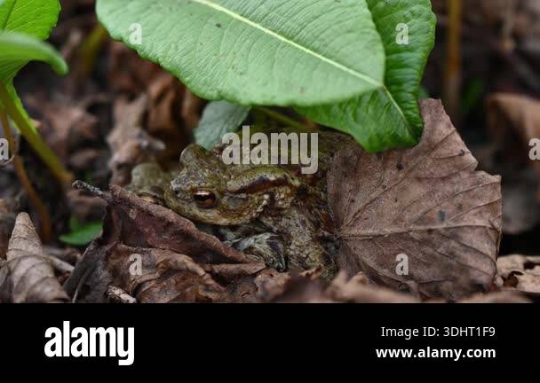 Real Time of Two Common Toads hiding under leaf. Close-Up of Bufo bufo ...