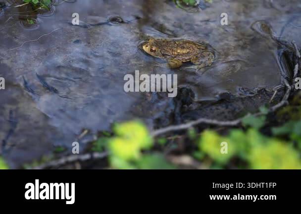 Real Time of One common toad in water outdoors in spring. Bufo bufo in ...