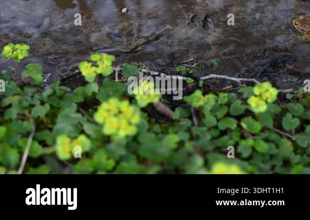 Real Time of One common toad in water outdoors in spring. Bufo bufo in ...