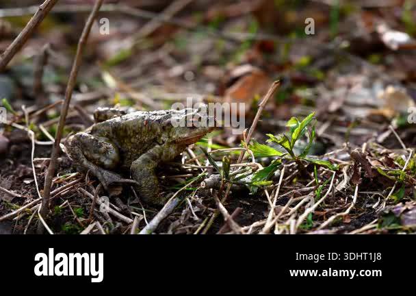 Real Time of One common toad in the forest outdoors in spring. Bufo ...