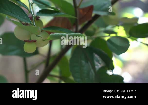 Look beautiful of tree on park Stock Video Footage - Alamy