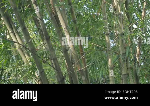 Bamboo plants move gently in the breeze under bright sunlight Stock ...