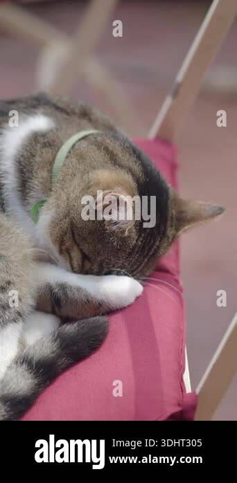 A cat rests on a chair outdoors, napping in the warm sun Stock Video ...