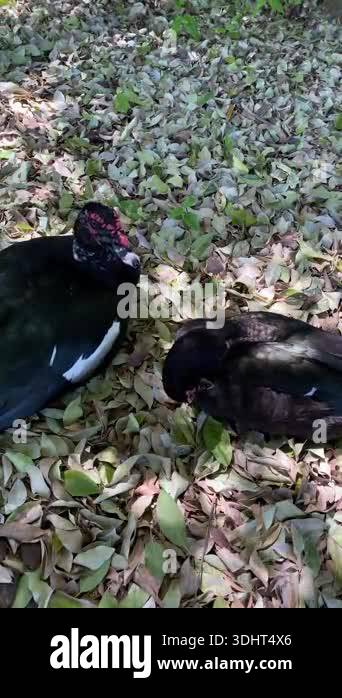 Two black Muscovy ducks with characteristic red caruncles on their ...