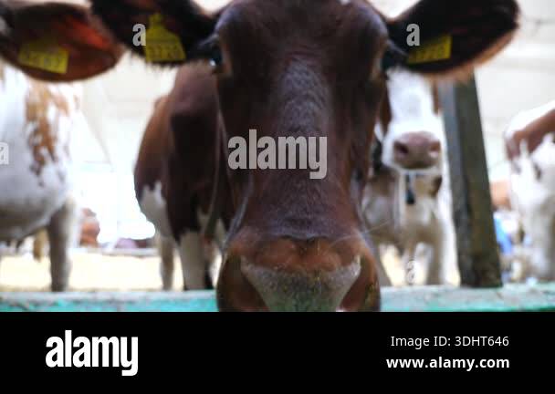 Curious friendly animal looks into camera sniffing it with a big wet ...
