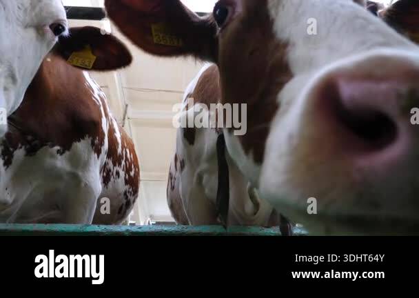 Curious friendly animal looks into camera sniffing it with a big wet ...