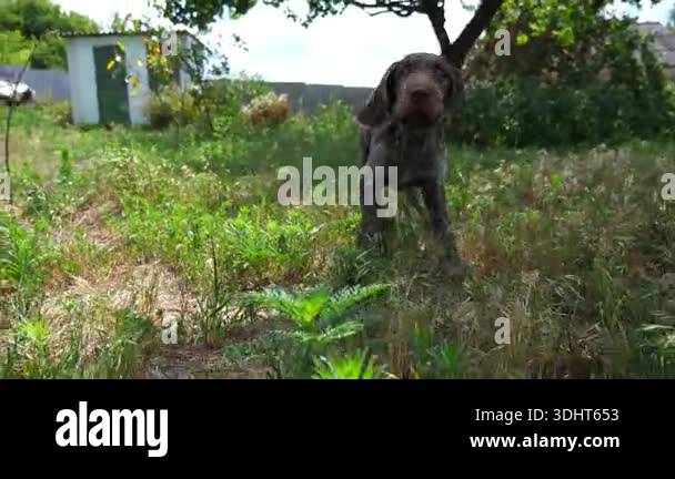 Playful brown drahthaar puppy running on grass at garden. Funny german ...