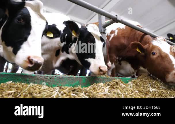 Cows eating hay on modern dairy farm. Cattle chewing fodder at milk ...