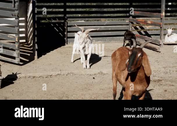 Goats playing and moving around in an outdoor pen during daytime at a ...