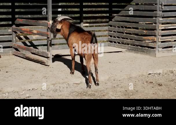 Goat stands in pen at farm during afternoon sunlight in rural area ...
