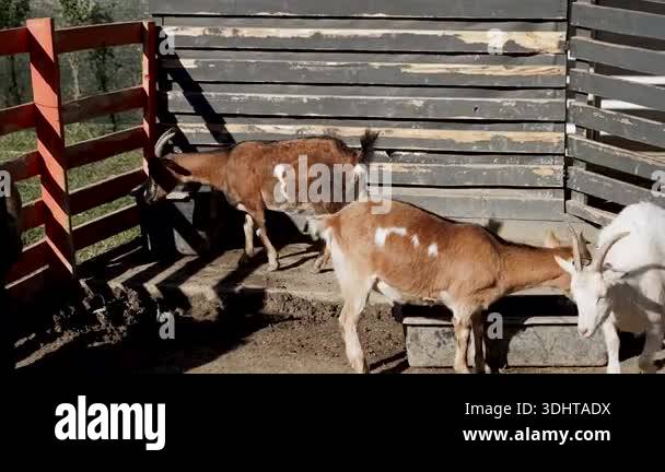 Goats walking around a farm area in an outdoor pen during the daytime ...