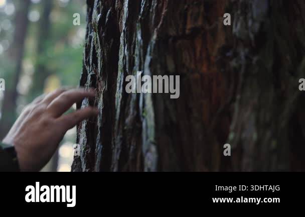 Human hand gently touches textured redwood tree trunk in forest ...