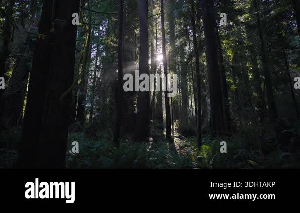 Pan camera of Sunlight rays passing through tall forest trees, peaceful ...