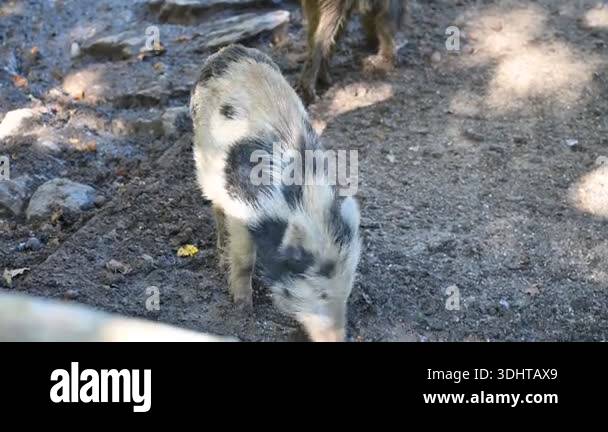 Wild boars in nature. Beautiful concept for animals and nature Stock ...