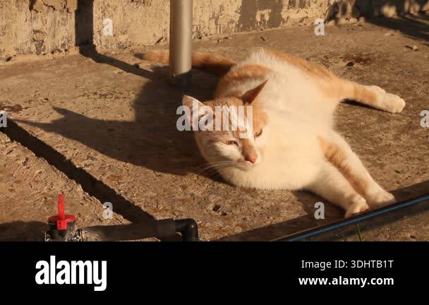 A ginger cat is basking in the sun Stock Video Footage - Alamy