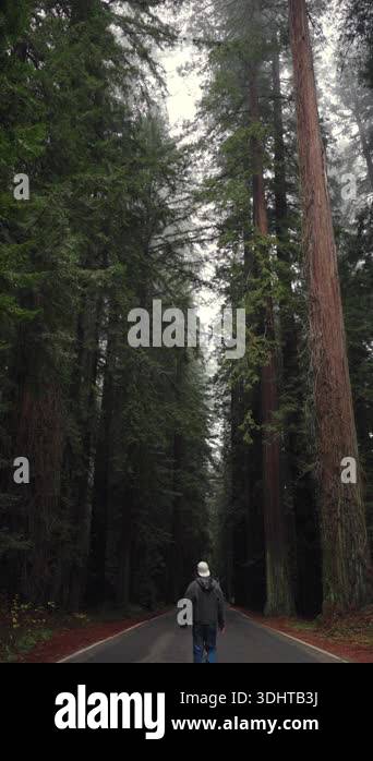 Solitary man walking along empty road surrounded by towering redwood ...