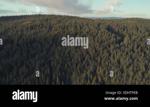 An Overhead Shot Capturing Vast Expanse Of Forested Coniferous ...