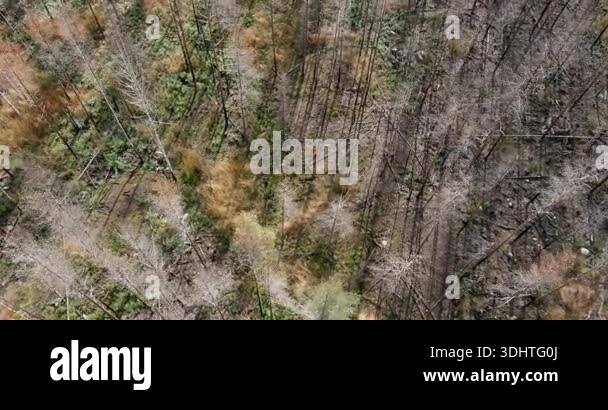 Aerial view of a forest area that has recently affected by a wildfire ...