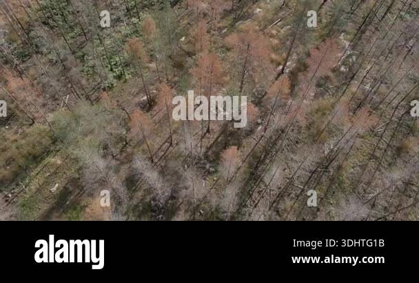 Aerial view of a forest area that has recently affected by a wildfire ...