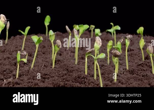 Beautiful Time Lapse of Growth Melon Plants Against a Black Background ...