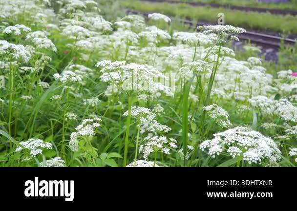 Aegopodium Podagraria, Ground Elder, Flowering Plant Carrot Family ...