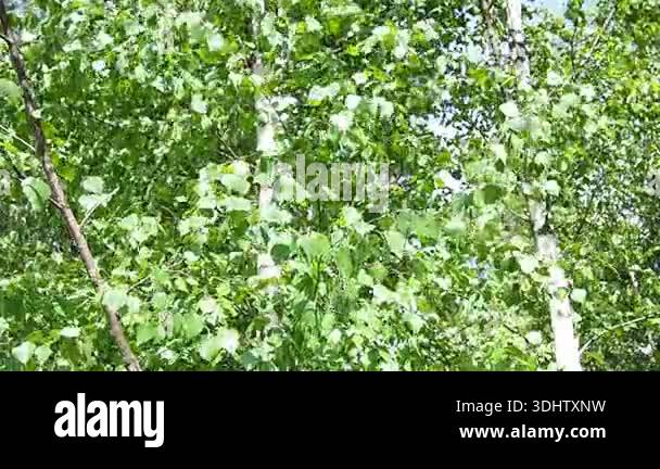 Birch is thin-leaved deciduous hardwood tree of genus Betula in family ...