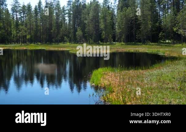 Marsh humus Stock Videos & Footage - HD and 4K Video Clips - Alamy