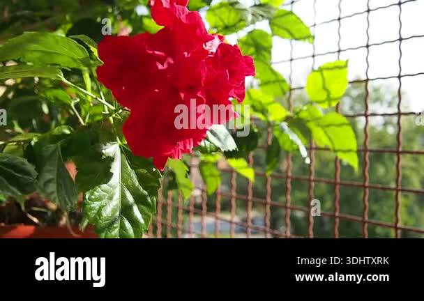 Double hibiscus is variety of hibiscus with lush, multi-layered red ...