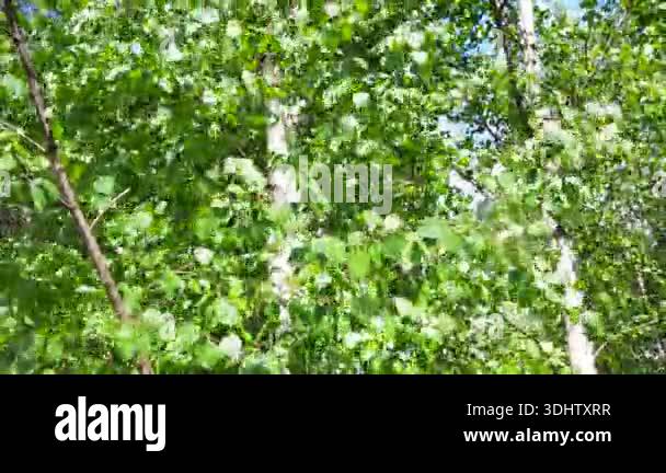 Birch is thin-leaved deciduous hardwood tree of genus Betula in family ...