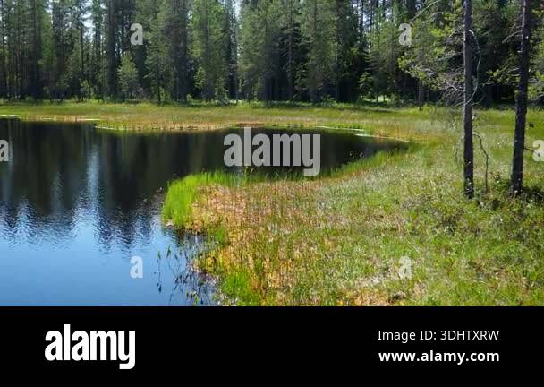 Karelian landscape. Lamba or lambushka is small forest lake, surrounded ...