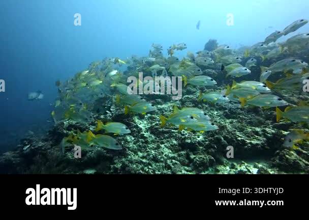 Enormous school of yellowtail snapper fish swimming in unison over a ...
