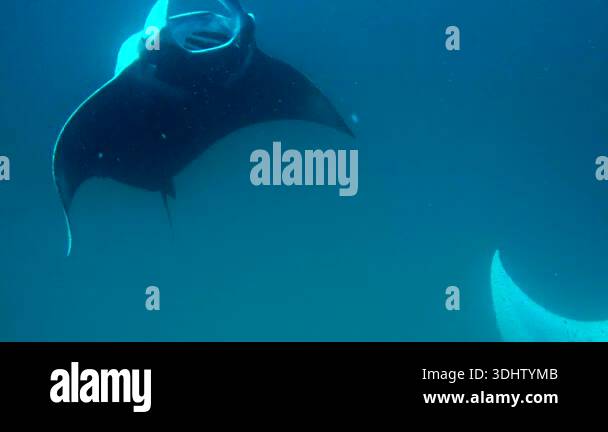 Breathtaking underwater view of a large school of giant manta rays ...